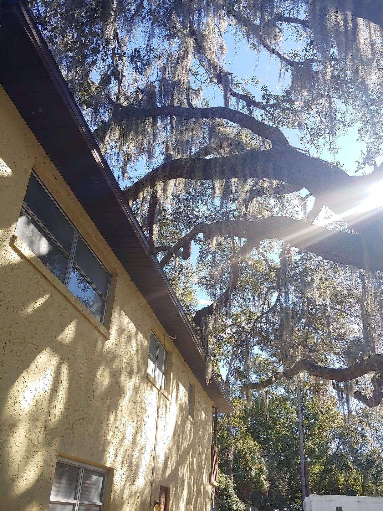 What to do with that tree over your roof | Home and Outdoor Living ...