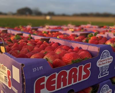 Fresh local strawberries!! | Entertainment in Citrus County ...