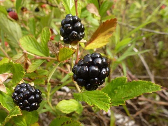 Jane's Garden 7/20/14: Blackberries make a sweet treat | Real Estate ...