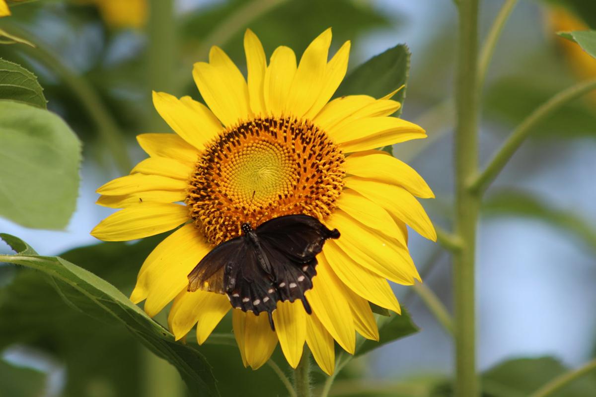 Sunflowers — big, beautiful and useful | Real Estate | chronicleonline.com