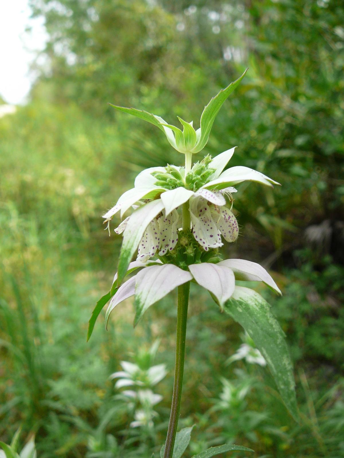 A look at fall flowering plants | Real Estate | chronicleonline.com