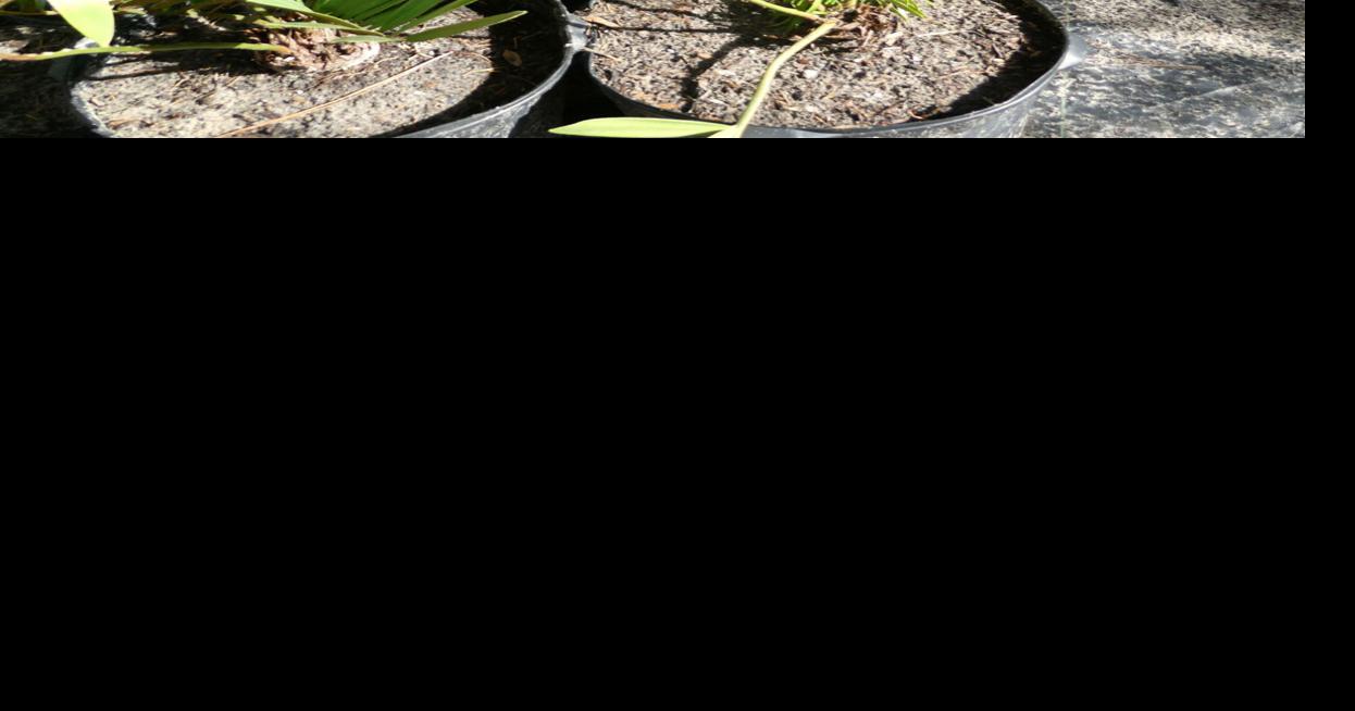 Jane's Garden: Native coonties and exotic cycads in Florida | Home and ...