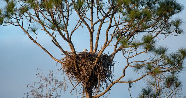 Goethe State Forest expansion fills gap in Florida Wildlife Corridor ...