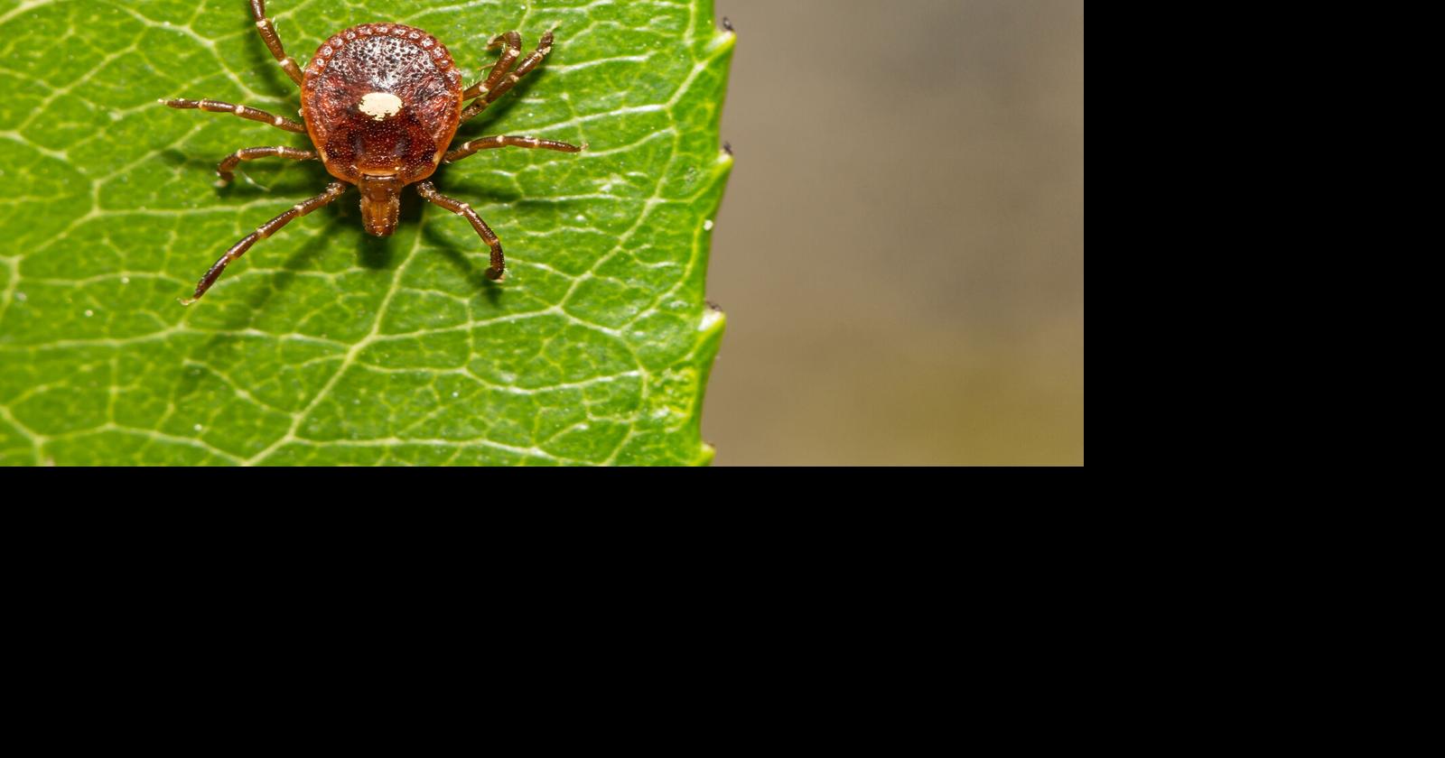 A terrible food allergy starts with a tick bite | Local News ...