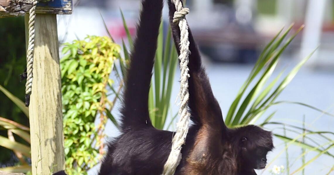 Monkeys get a 'cool' $98,000 from county | Local News | chronicleonline.com
