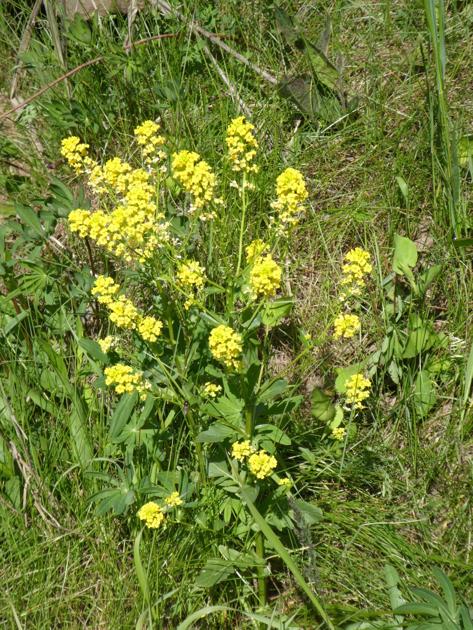 Wild Mustard — pretty and delicious | Real Estate | chronicleonline.com