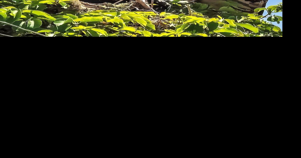 Osprey overwatch | Local News | chronicleonline.com