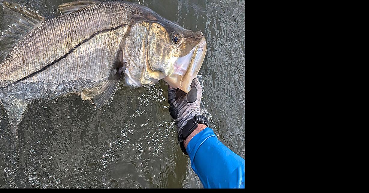 Snook season open once again | Local News | chronicleonline.com