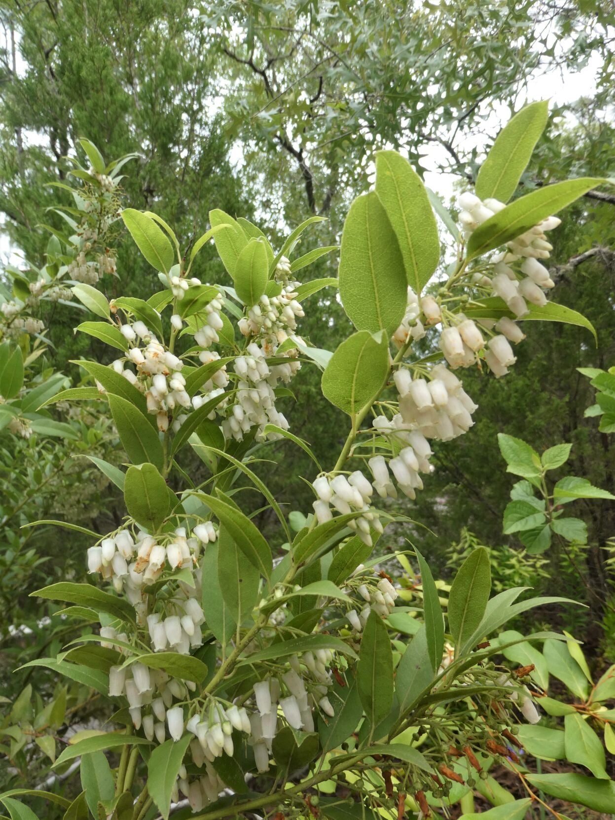 Jane's Garden: Pipestem, Fetterbush, Hobblebush | Home and Outdoor ...