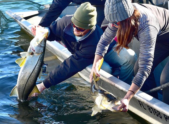 Snook study: Collaborative research key to healthy fishery | Local News ...