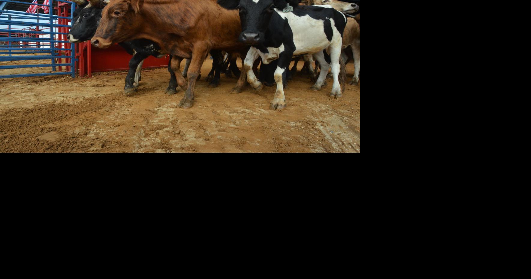 Saddle up for annual Citrus Stampede Rodeo | Local News ...