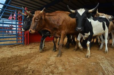 Saddle up for annual Citrus Stampede Rodeo | Local News ...