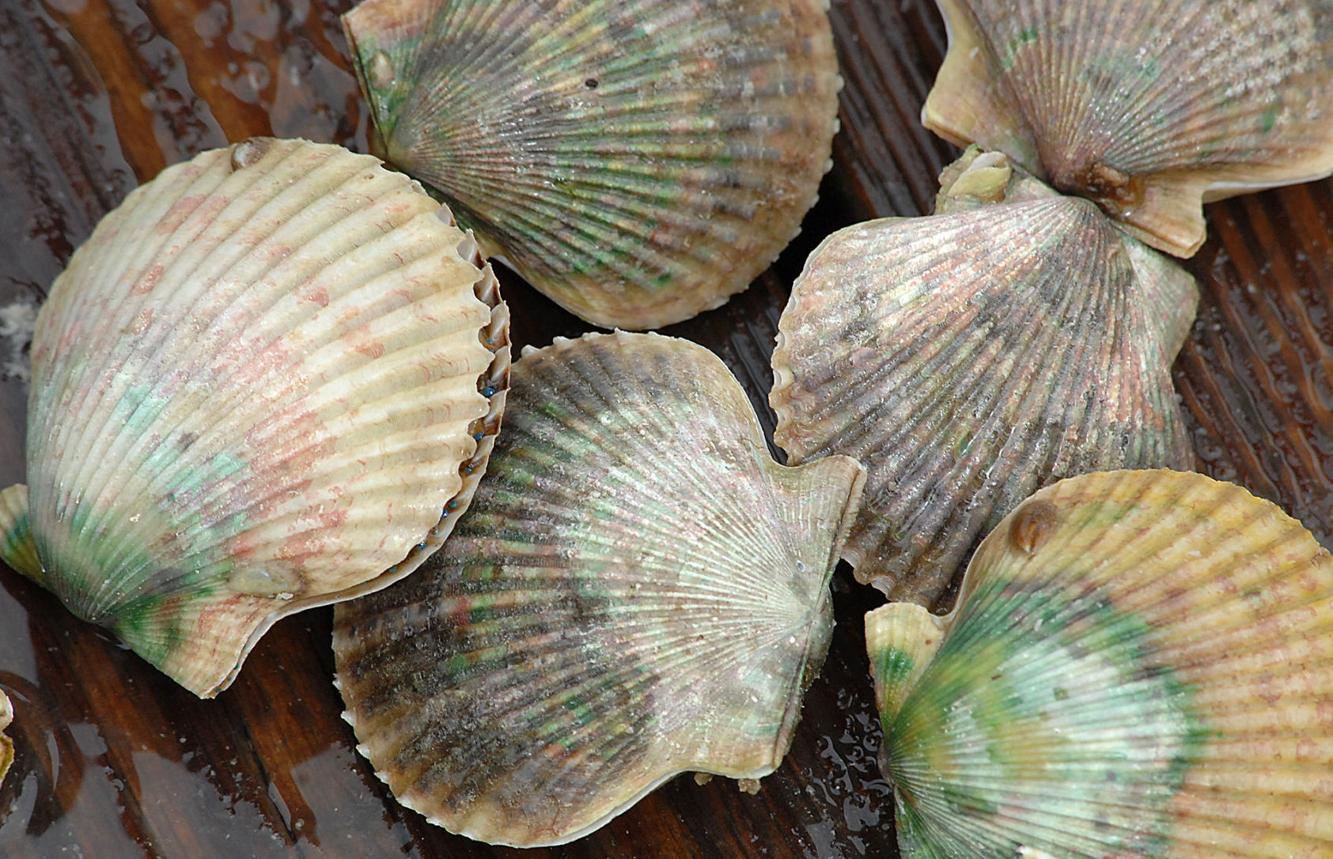 County, experts seek answers to declining scallop numbers | Local News ...
