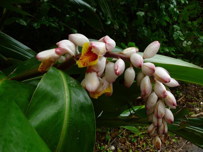 Asian Variegated Shell Ginger | Real Estate | chronicleonline.com