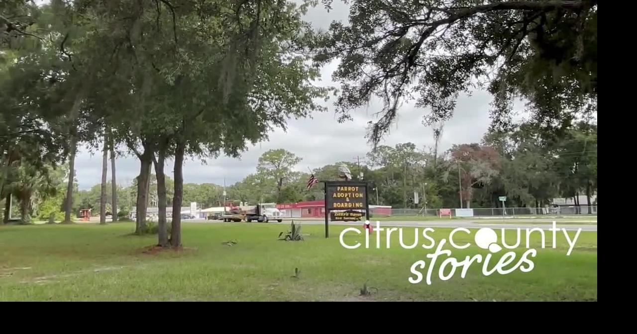 The Story of Ziggy's Haven: A Parrot Paradise | | chronicleonline.com