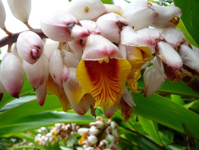 Asian Variegated Shell Ginger | Real Estate | chronicleonline.com