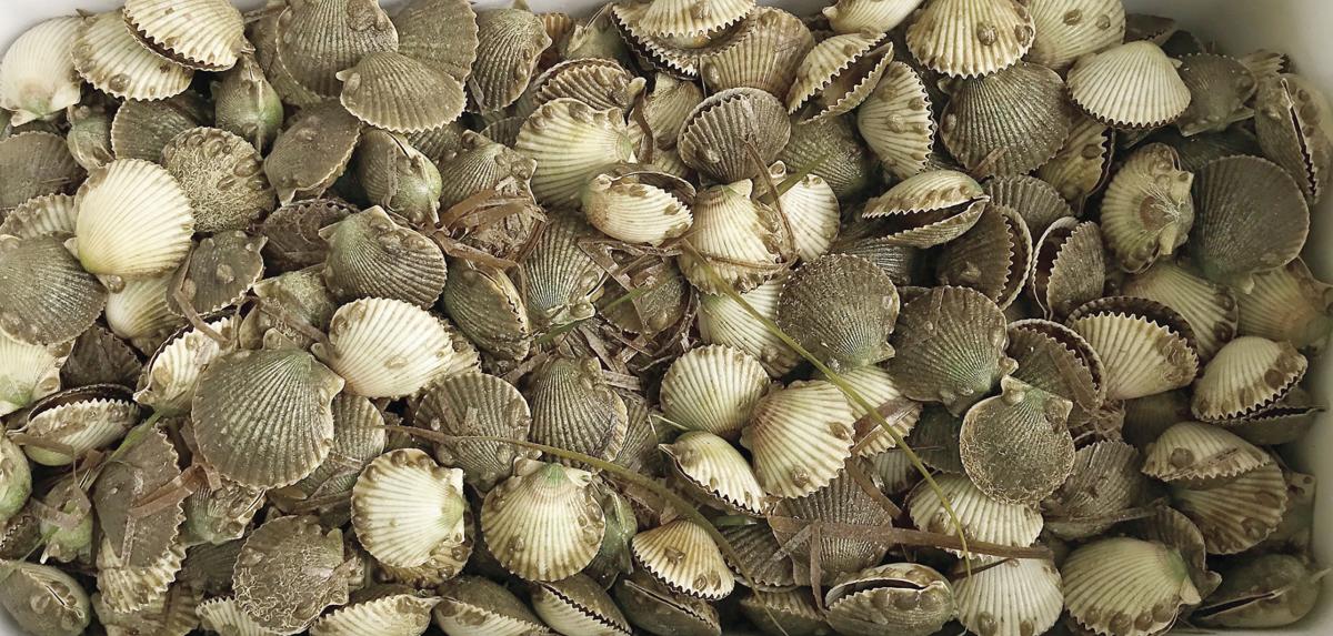 Scalloping | Lifestyle | chronicleonline.com