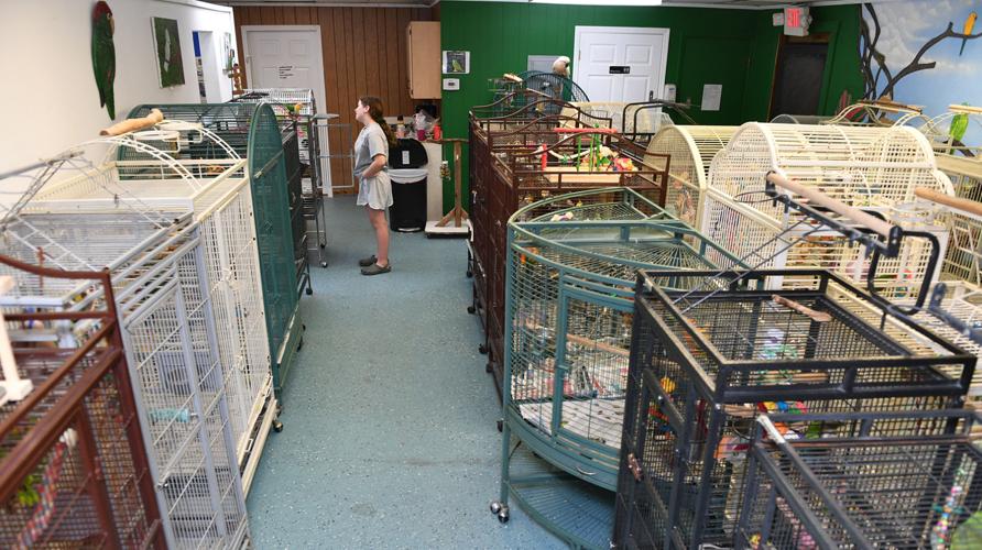 Nonprofit Spotlight: Ziggy’s Haven Bird Sanctuary | Local News ...