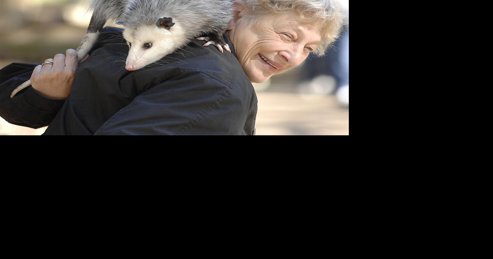 Working ’possum | Local News | chronicleonline.com