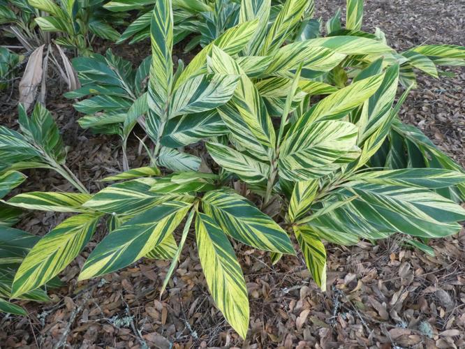 Asian Variegated Shell Ginger | Real Estate | chronicleonline.com