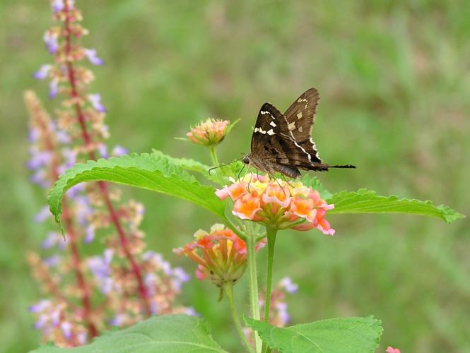 Wildlife Park abuzz with beauty of bees, butterflies | Entertainment in Citrus County ...