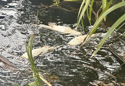 Baffling deaths of manatees, catfish on Homosassa River; FWC ...