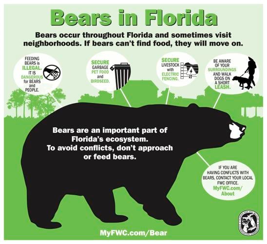 Be bear wise | Local News | chronicleonline.com