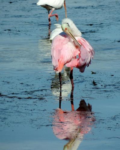 Nature reflected in artwork | Lifestyle | chronicleonline.com