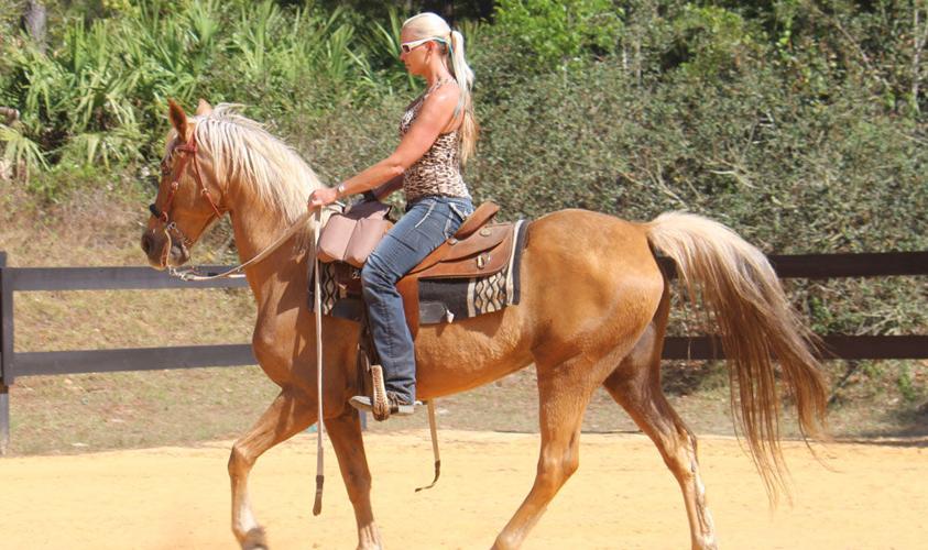 Take a tour of the Pine Ridge Equestrian Center | | chronicleonline.com