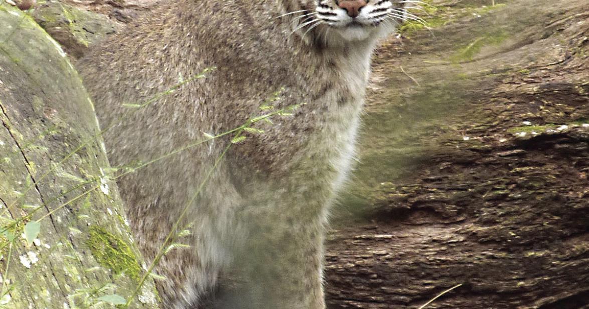 Nature Coast Critters - Get to know a neighbor: Bobcats (Lynx rufus ...