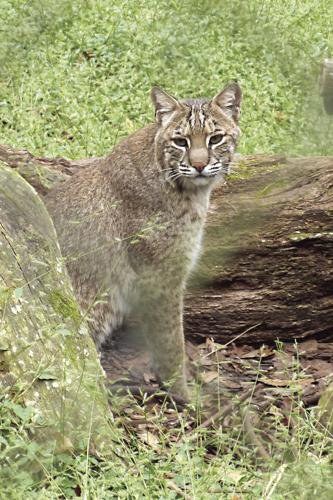 Nature Coast Critters - Get to know a neighbor: Bobcats (Lynx rufus ...