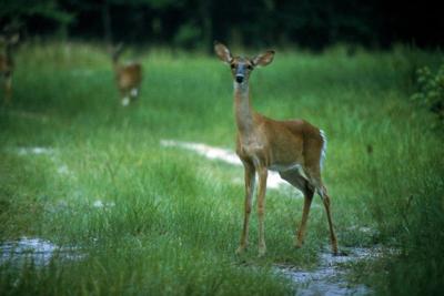 Florida to step up testing for deer disease | Local News ...