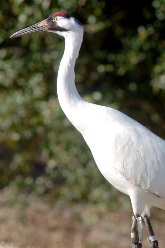 Wild crane used to humans will spend life in Tampa zoo | News ...