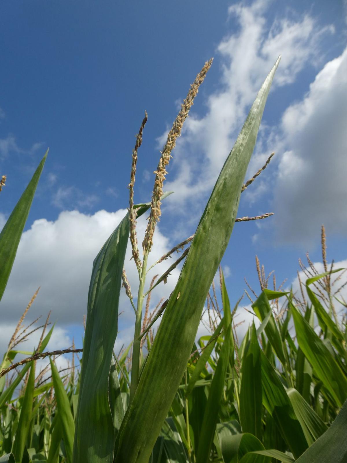 A brief history of corn | Real Estate | chronicleonline.com