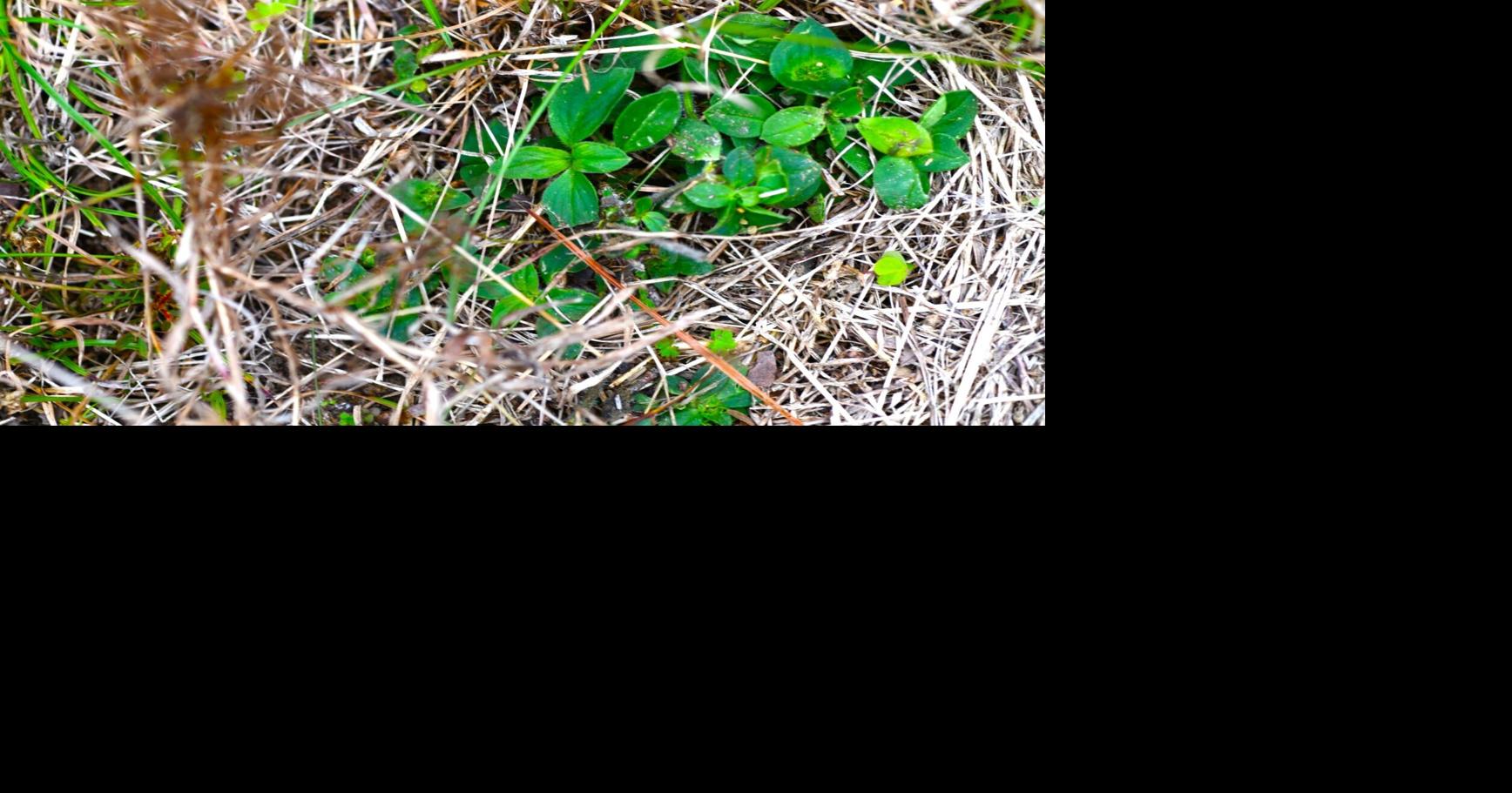 Florida Pusley, the native weed on your lawn | Local News ...