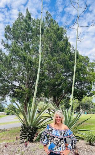 Century plant in full bloom | Local News | chronicleonline.com