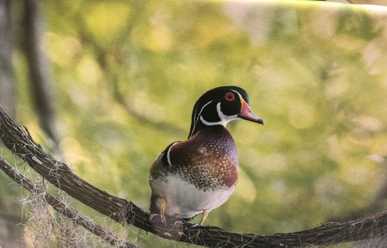Linda Wilinski: Conservation photographer talks thru art ...