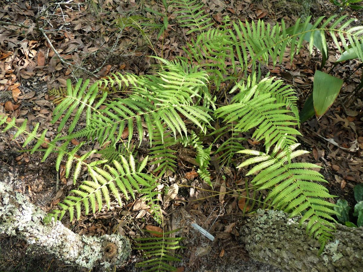 Kunth’s Maiden Fern, or Southern Wood Fern | Real Estate ...