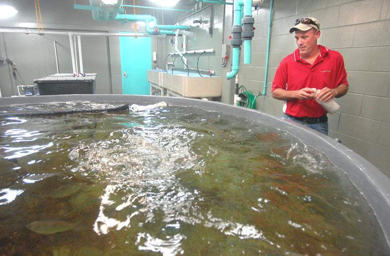 Vats of life: Mariculture center in Crystal River stocking fish in the ...
