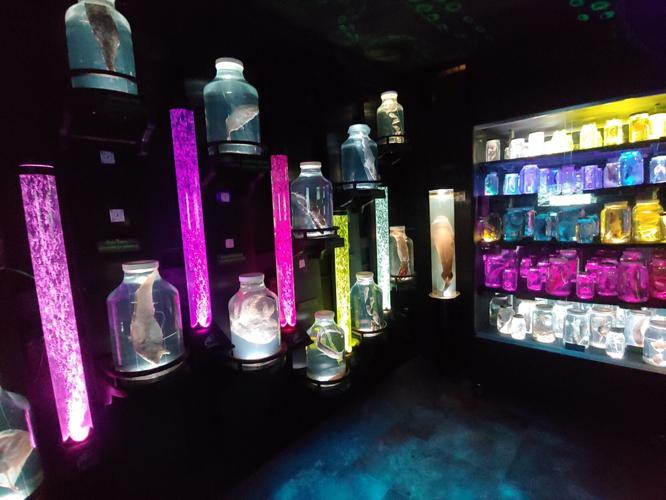 Diving Deep: Exploring the ‘Gulf Specimen Public Aquarium | Local News ...
