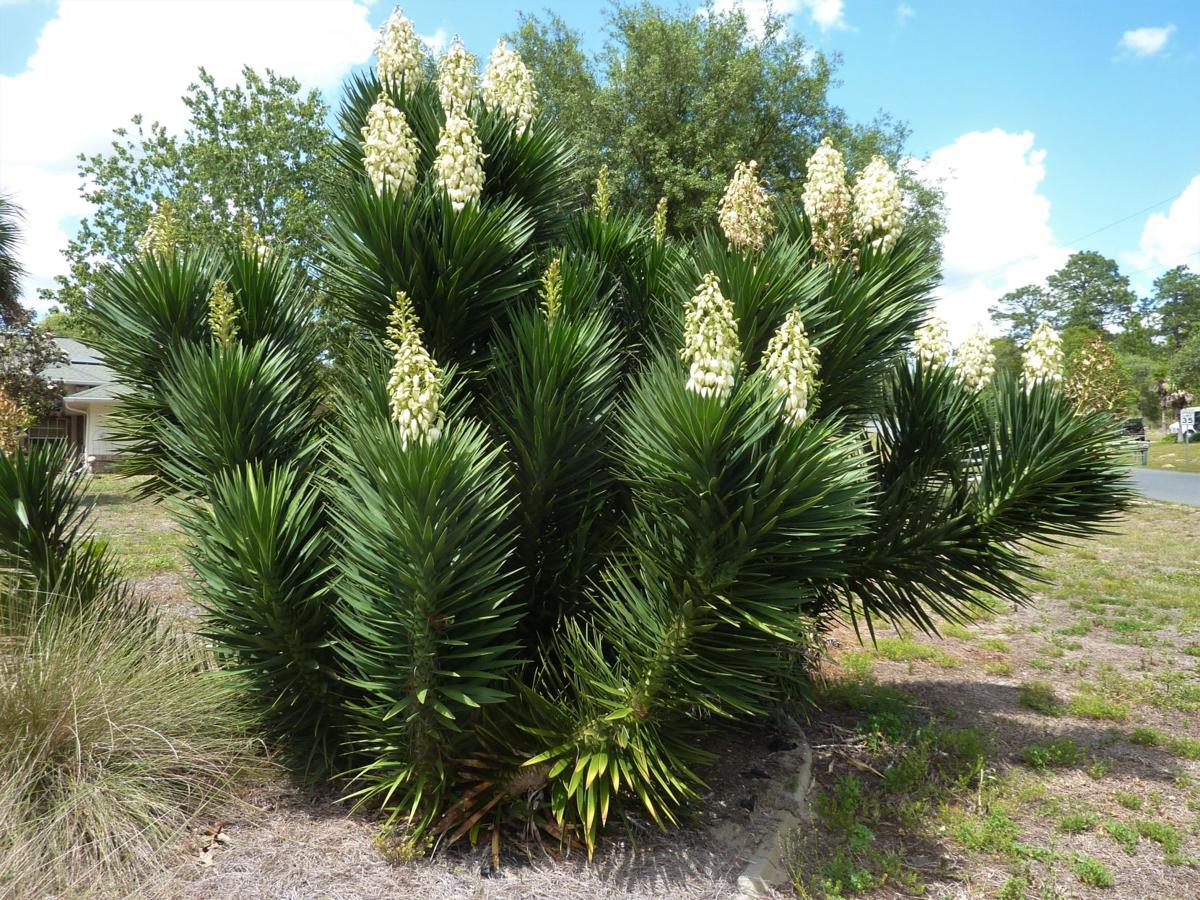 Three native Yuccas in Florida | Real Estate | chronicleonline.com