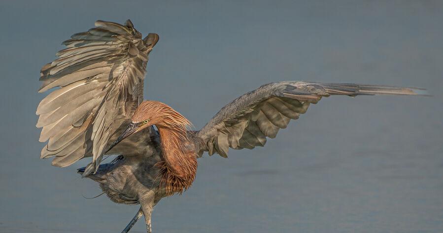 Art Center Camera Club: Donna Dominic wins Judges Choice Award with ...