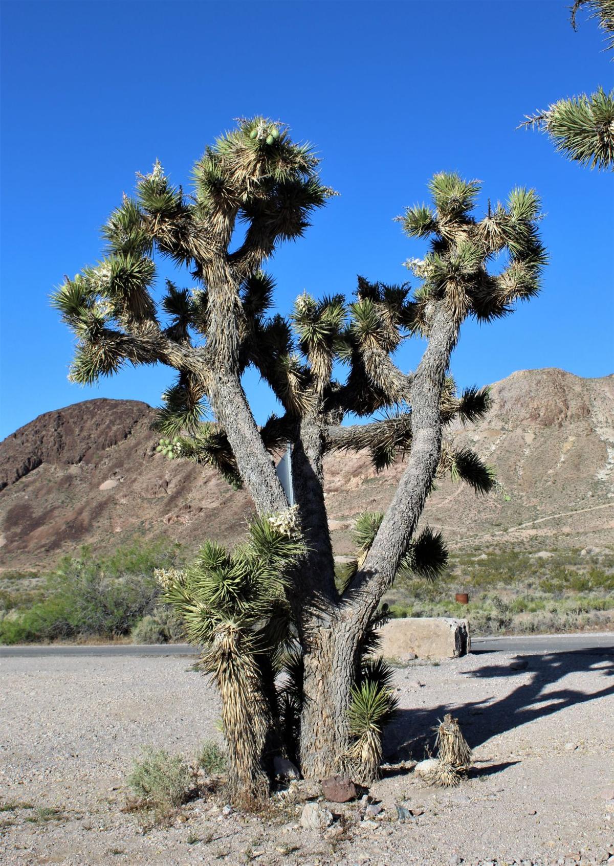 Three native Yuccas in Florida | Real Estate | chronicleonline.com