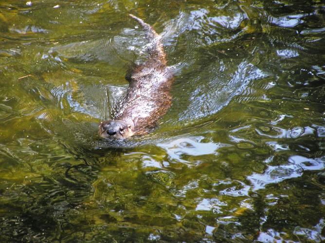 You otter go see this | Entertainment in Citrus County ...