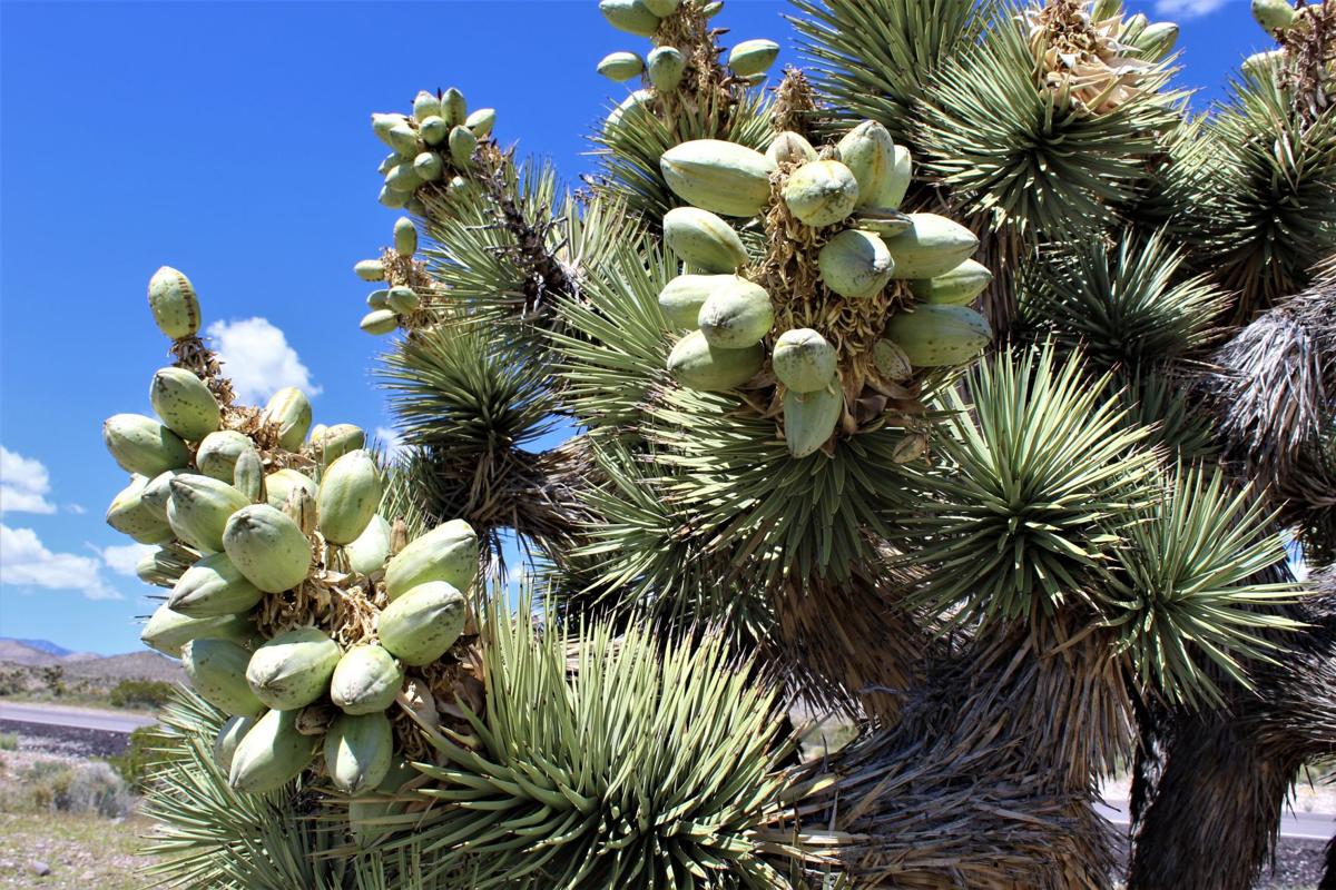 Three native Yuccas in Florida | Real Estate | chronicleonline.com
