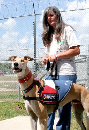 Greyhound areas: Program pairs prison inmates with dogs in need of home ...