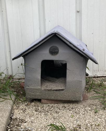 Binx, the plaza cat, not going anywhere | Local News | chronicleonline.com