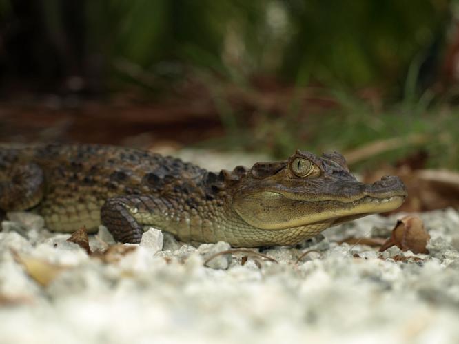 Invasive caiman may pose new challenges for Everglades restoration ...