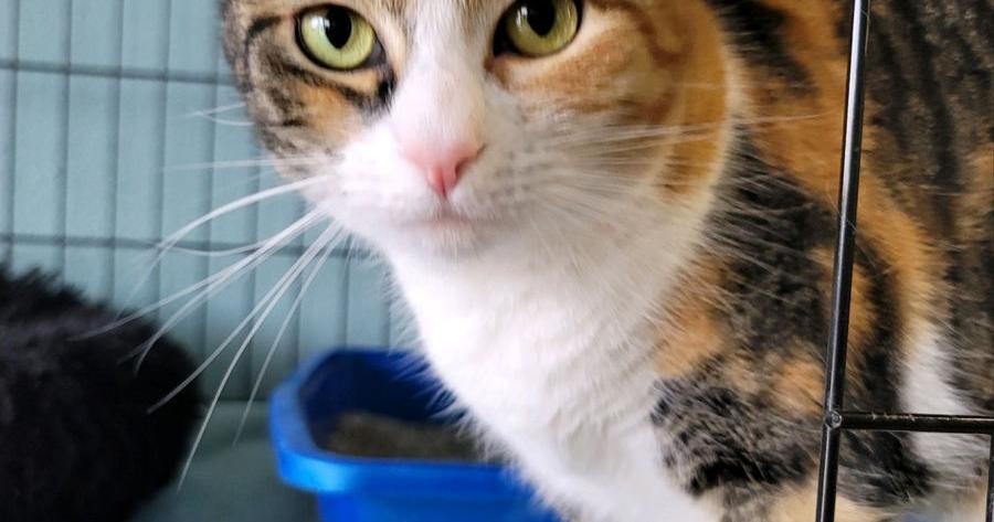 Petsense to host pet adoption event | Lifestyle | chronicleonline.com
