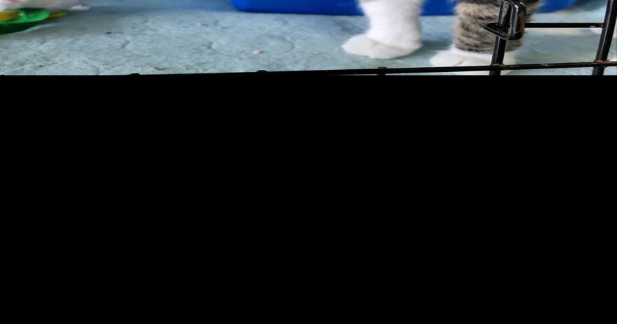 Petsense to host pet adoption event | Lifestyle | chronicleonline.com